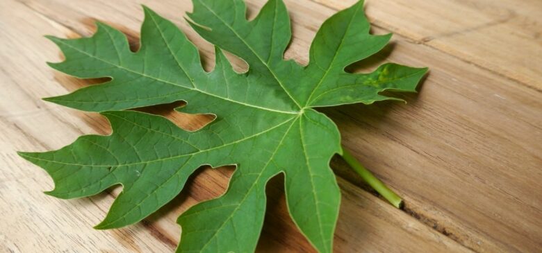 Walau Pahit, Ada 12 Manfaat Daun Pepaya untuk Kesehatan! | Blog Rey