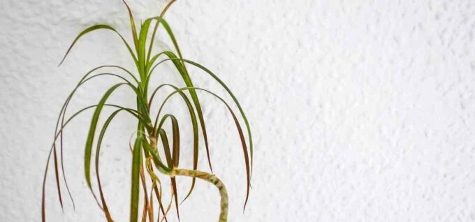 19 Jenis Tanaman Pembersih Udara, Bikin Sejuk Ruangan! | Blog Rey