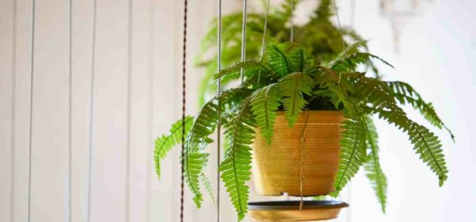 19 Jenis Tanaman Pembersih Udara, Bikin Sejuk Ruangan! | Blog Rey