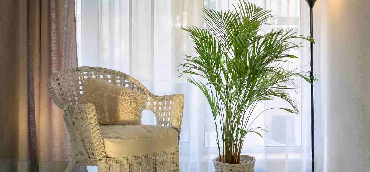 19 Jenis Tanaman Pembersih Udara, Bikin Sejuk Ruangan! | Blog Rey