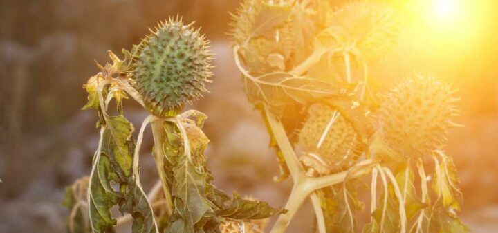 9 Manfaat Buah Kecubung, Apa Efek Sampingnya? | Blog Rey