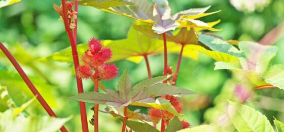 10 Manfaat Tanaman Jarak bagi Pria & Wanita, Apa Efek Sampingnya ...
