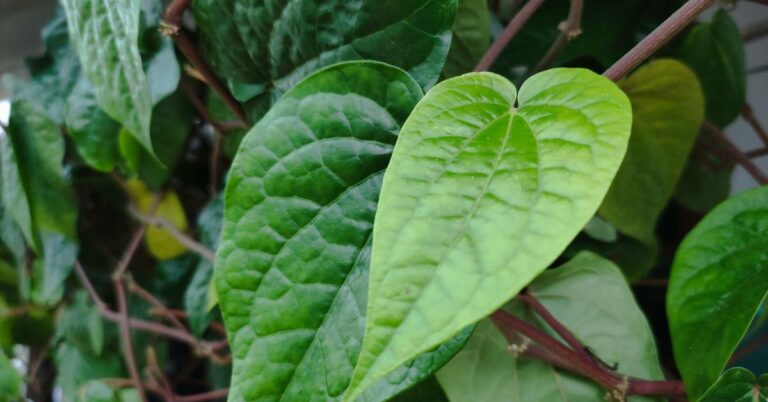 10 Manfaat Sirih Cina untuk Kesehatan Tubuh dan Cara Mengolahnya | Blog Rey