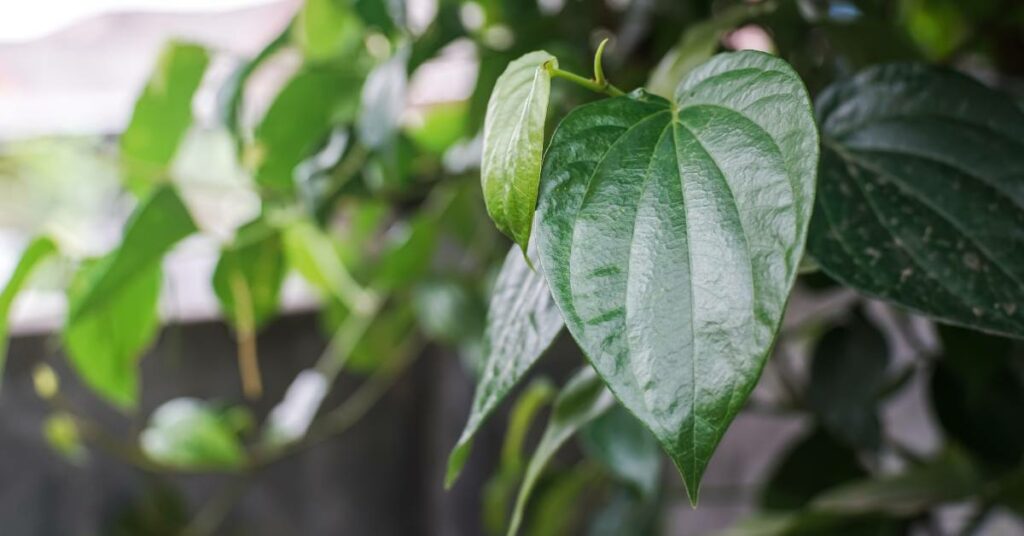 10 Manfaat Sirih Cina untuk Kesehatan Tubuh dan Cara Mengolahnya | Blog Rey