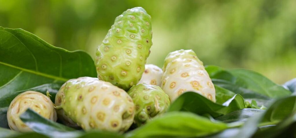 Mudah, 6 Cara Mengolah Buah Mengkudu yang Benar | Blog Rey