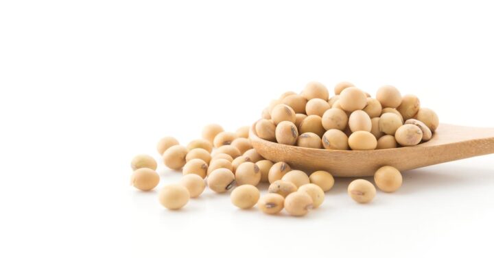 9 Jenis Tanaman Palawija, Manfaat dan Syaratnya! | Blog Rey