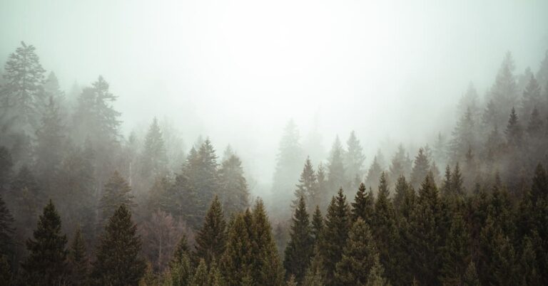 9 Jenis Pohon Cemara dan Manfaatnya Bagi Kehidupan | Blog Rey