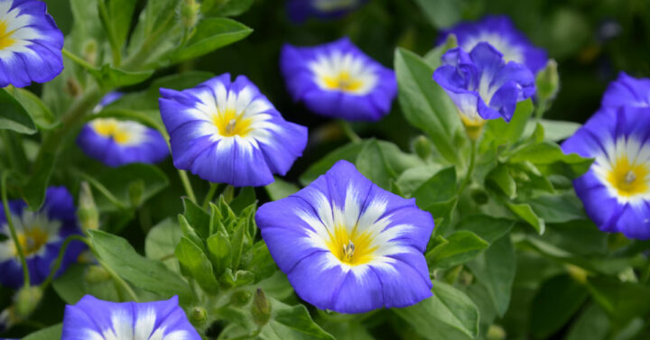 12 Manfaat Bunga Telang untuk Keseahatan | Blog Rey